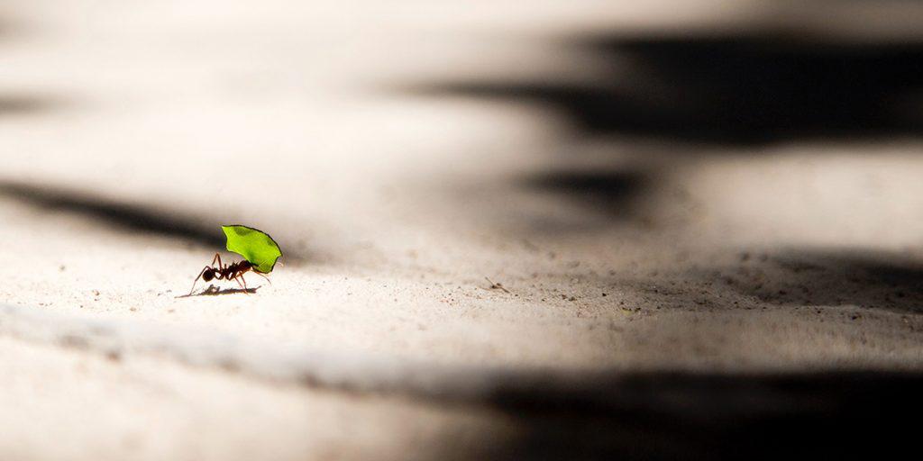 Mindset of An Ant - Shrimad Rajchandra Mission Dharampur